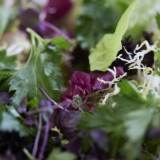 Frokostbuffet menu Aalborg | Jespers Torvekøkken